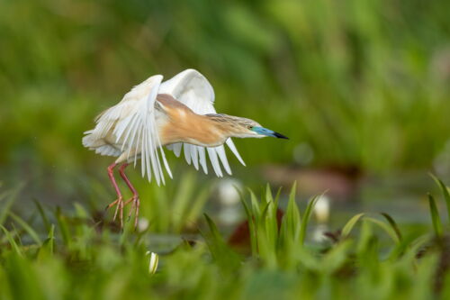 Mitglied - Naturfotografen Schweiz