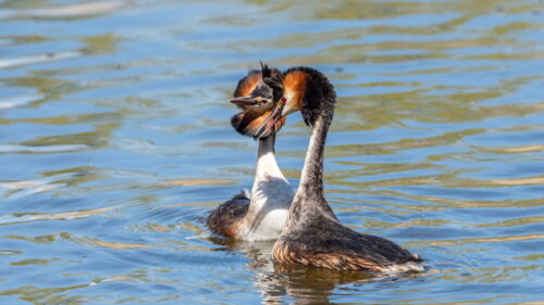 Mitglied - Naturfotografen Schweiz