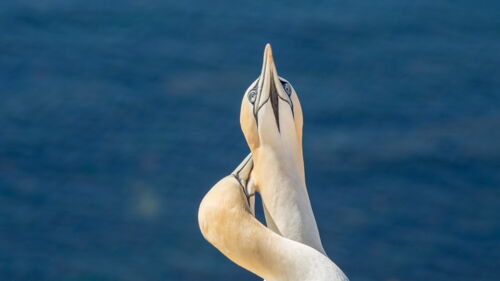Mitglied - Naturfotografen Schweiz