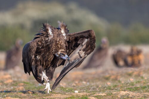 Mitglied - Naturfotografen Schweiz